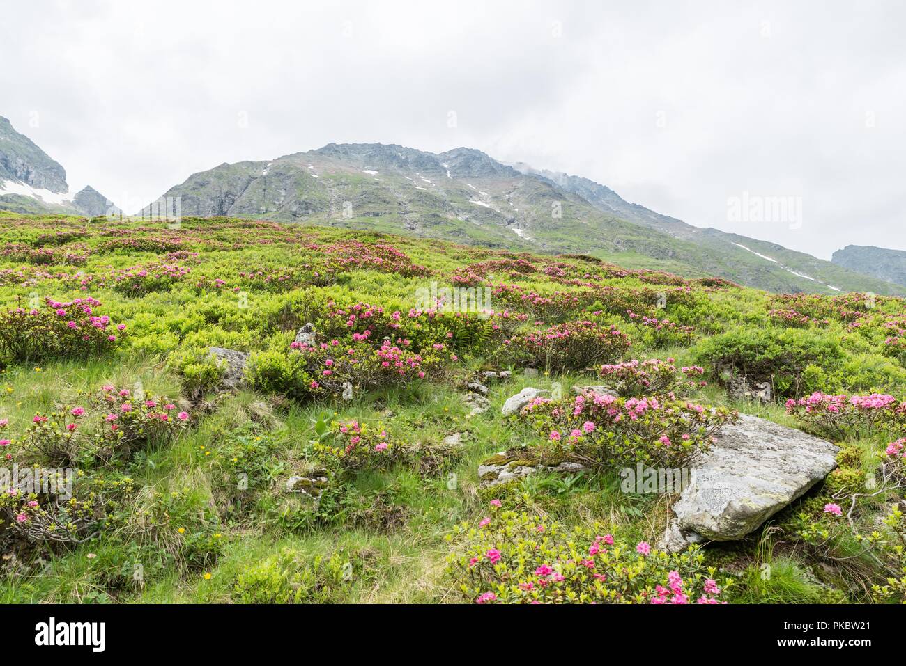 Alpine rose bush and mist in a valley in the Alps, Austria Stock Photo ...