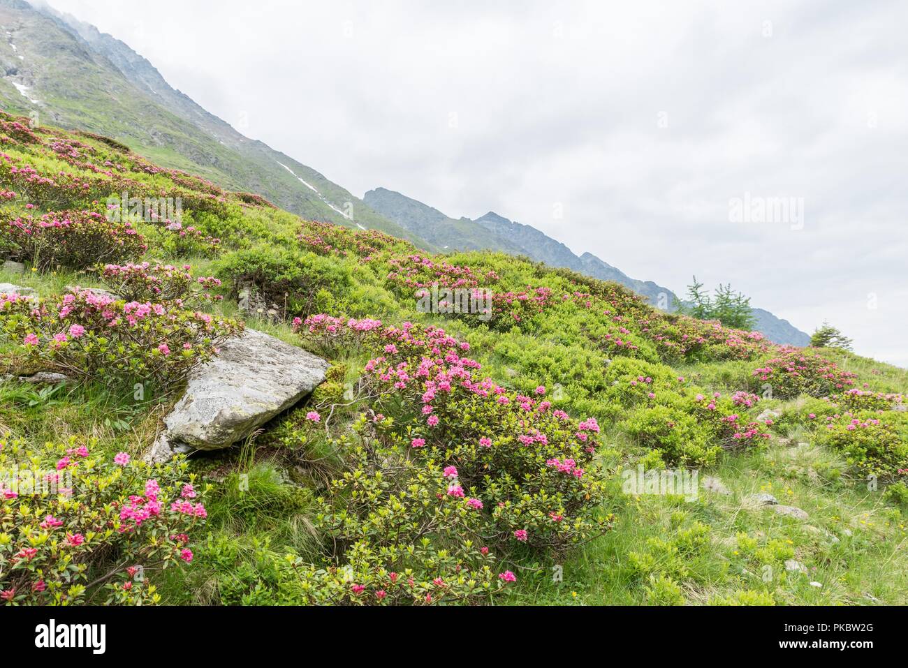 Alpine rose bush and mist in a valley in the Alps, Austria Stock Photo ...