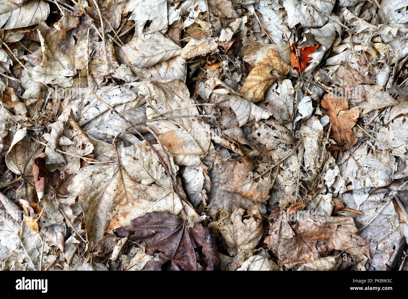 Rotted leaves on the ground Stock Photo - Alamy