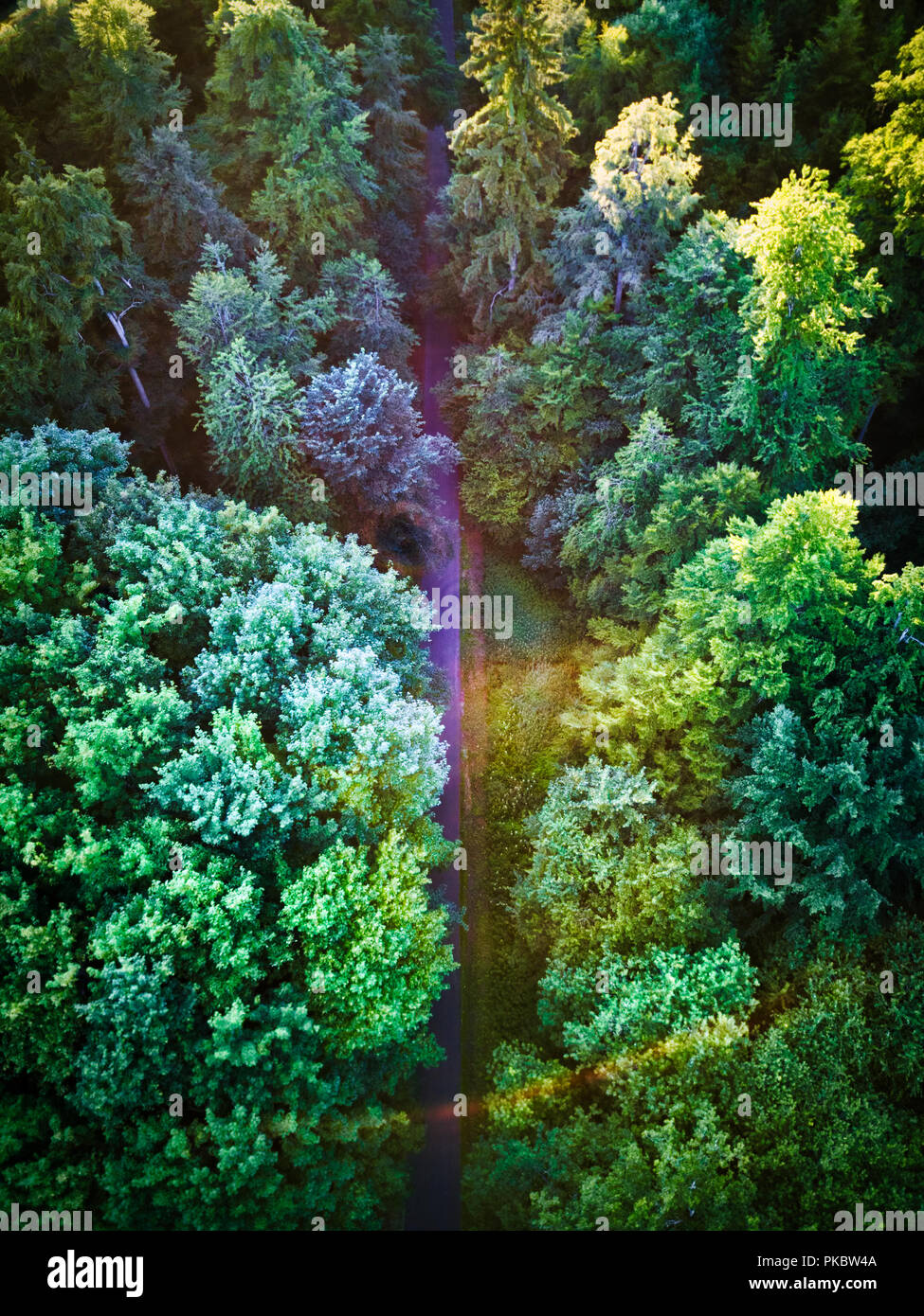 German Forest with path in the middle seen with bird's eye view Stock ...