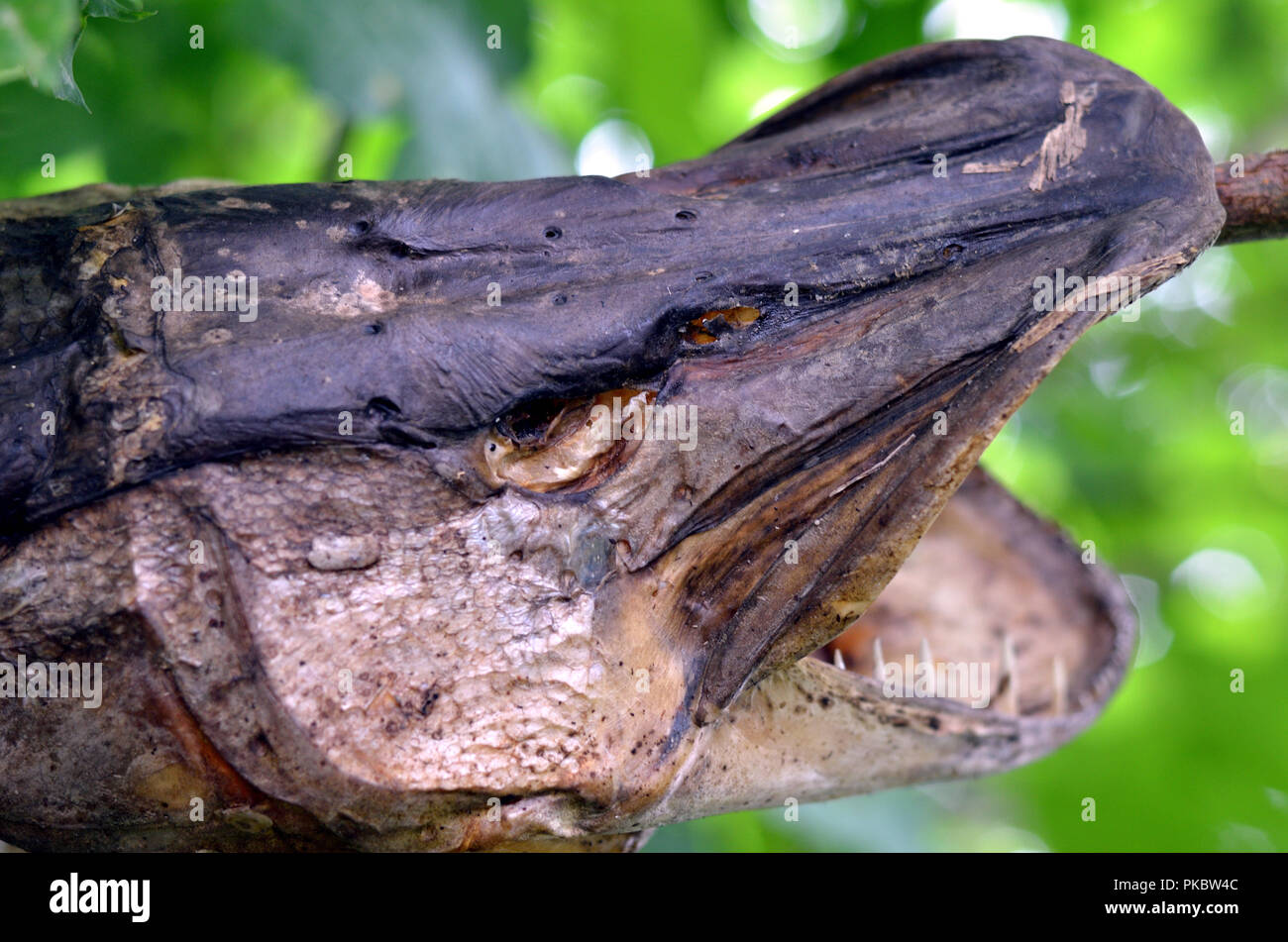 Dried-out pike head on a tree Stock Photo - Alamy