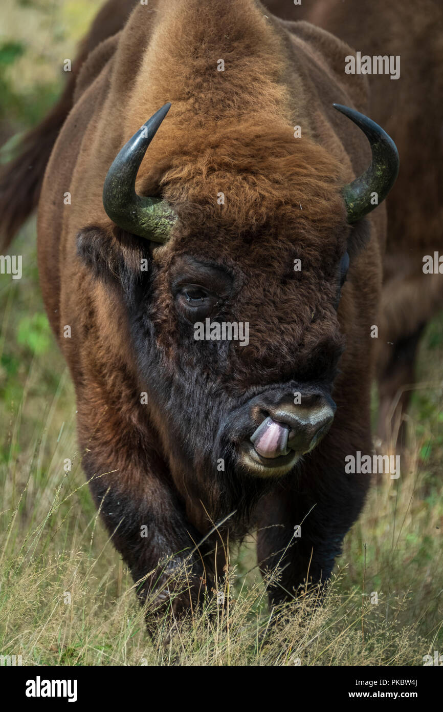 Wisent bison hi-res stock photography and images - Alamy