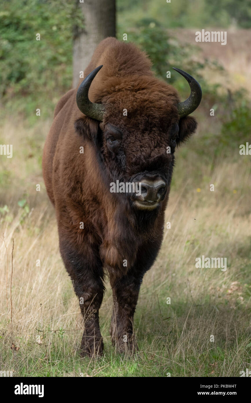 Wisent bison hi-res stock photography and images - Alamy