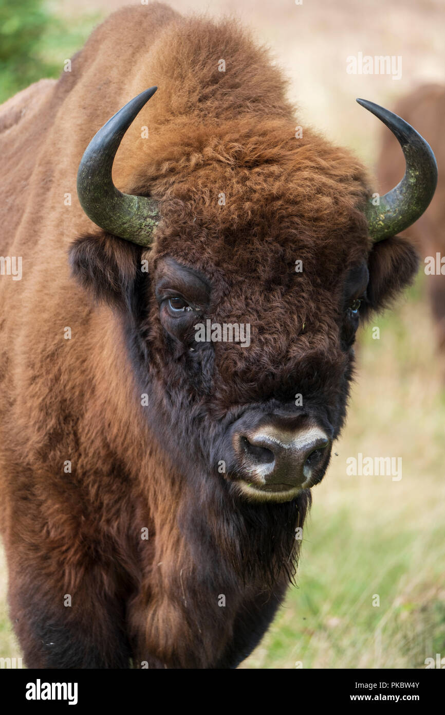 Wisent european bison in natural hi-res stock photography and images ...