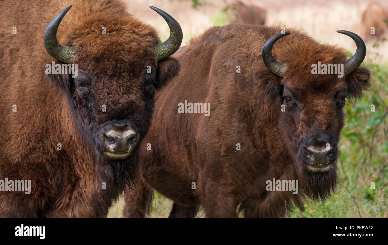 Bison are dangerous High Resolution Stock Photography and Images - Alamy