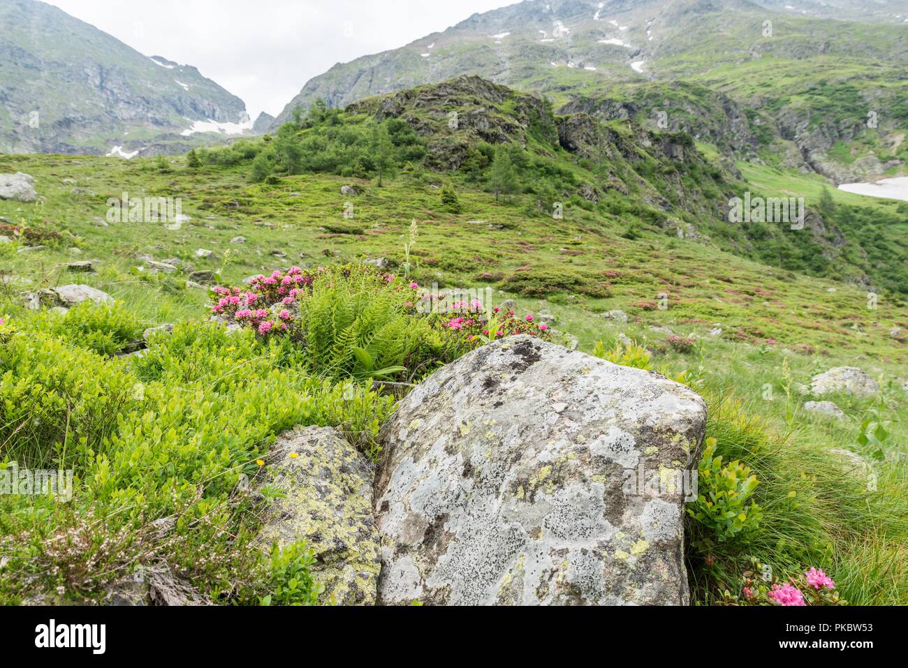 Alpine rose bush and mist in a valley in the Alps, Austria Stock Photo ...