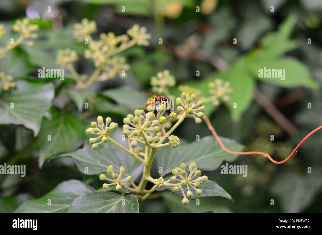 Wasp sits on ivy Stock Photo - Alamy