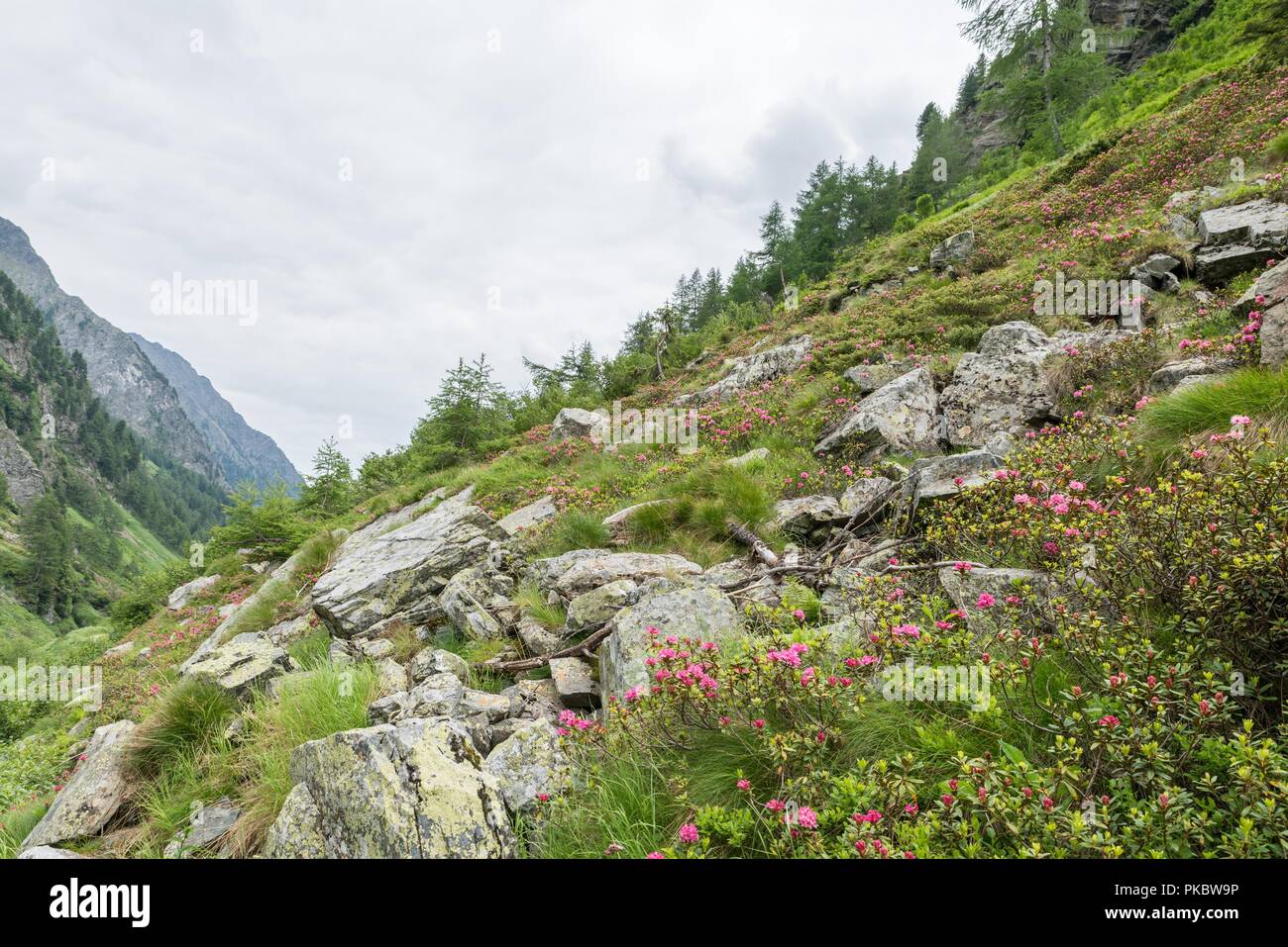 Alpine rose bush and mist in a valley in the Alps, Austria Stock Photo ...