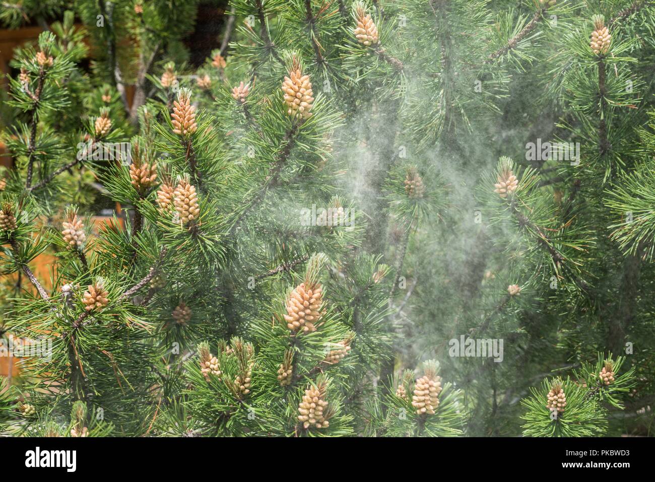 Cloud of pollen from a pine tree Stock Photo - Alamy