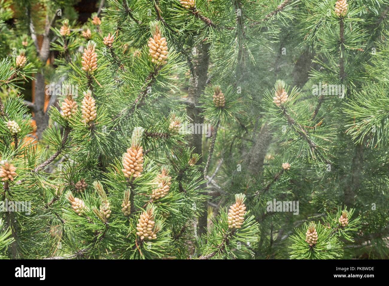 Cloud of pollen from a pine tree Stock Photo - Alamy
