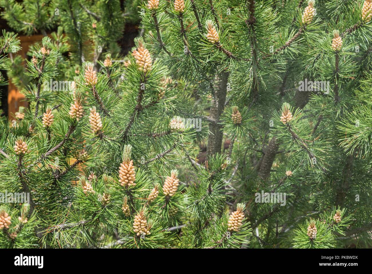 Cloud of pollen from a pine tree Stock Photo - Alamy