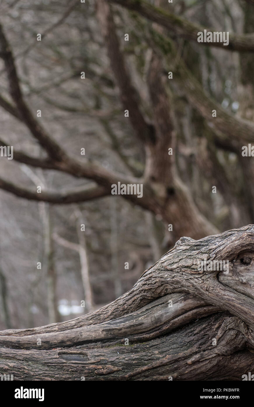 beautiful winter blue forest full of snow Stock Photo - Alamy