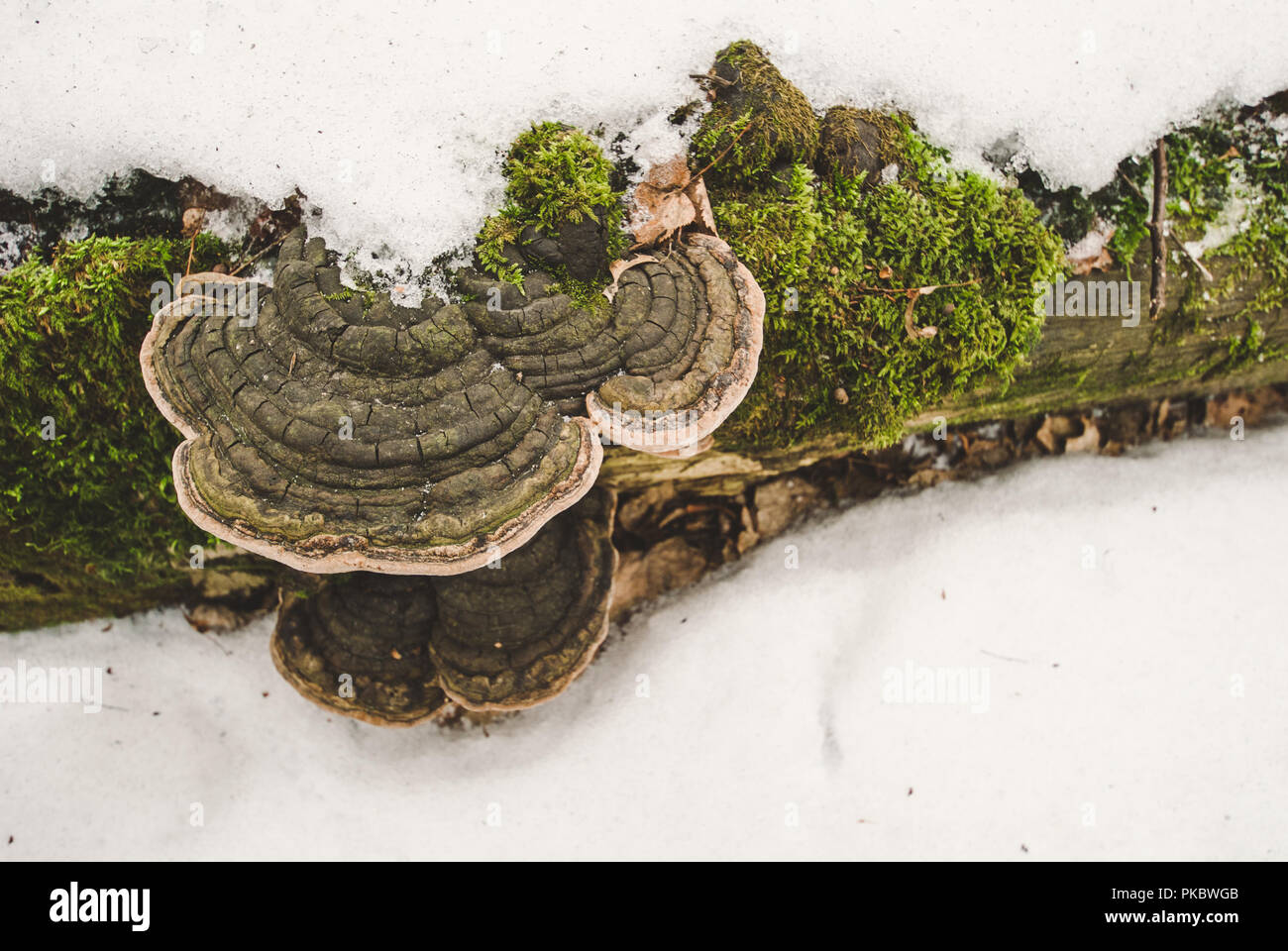 Rotten tree trunk with fungus and moss lying in the snow Stock Photo ...