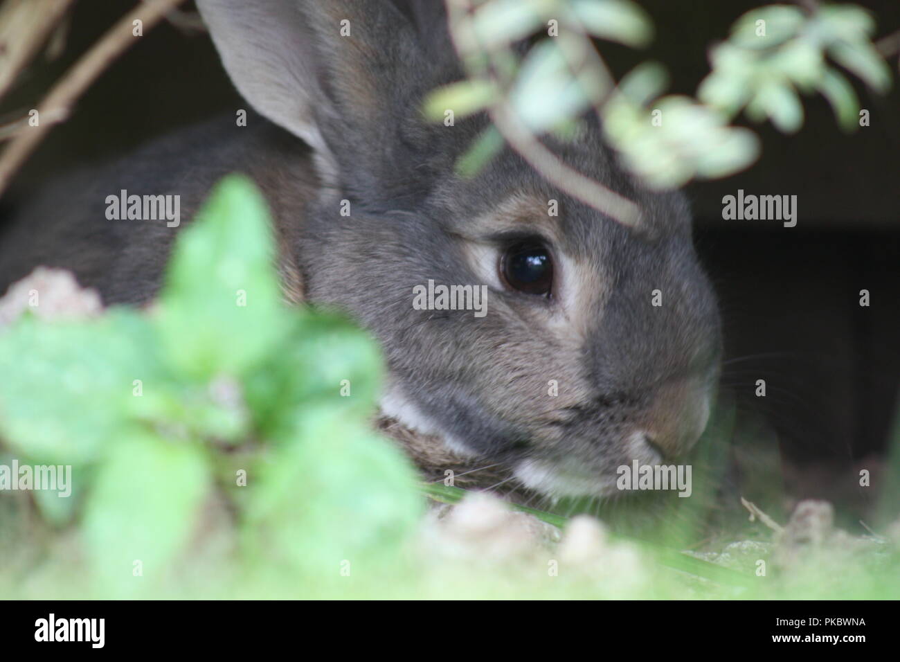 Grey and white rabbit hi-res stock photography and images - Alamy