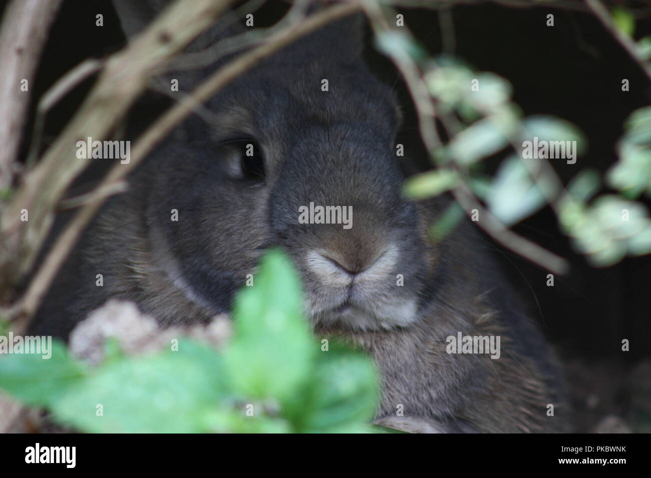 Grey and white rabbit hi-res stock photography and images - Alamy