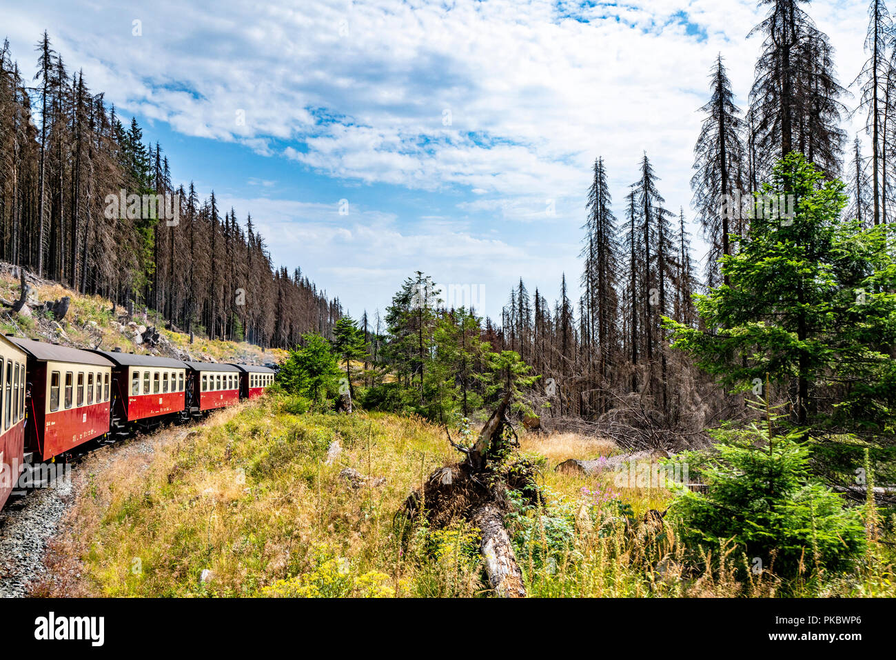 Old train wagons on a railroad in a forest with tall trees in a summer ...
