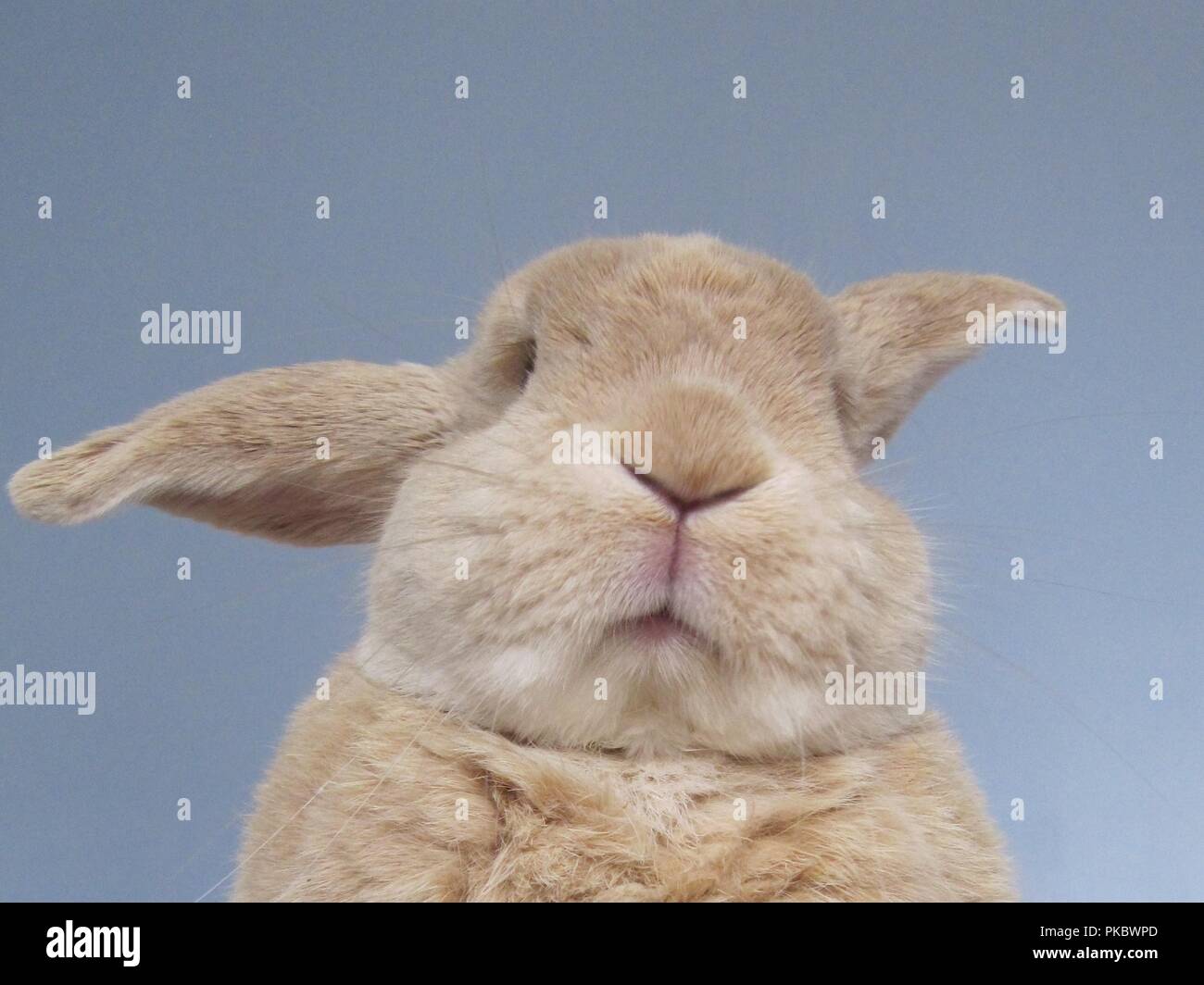 Motor bunny hi-res stock photography and images - Alamy