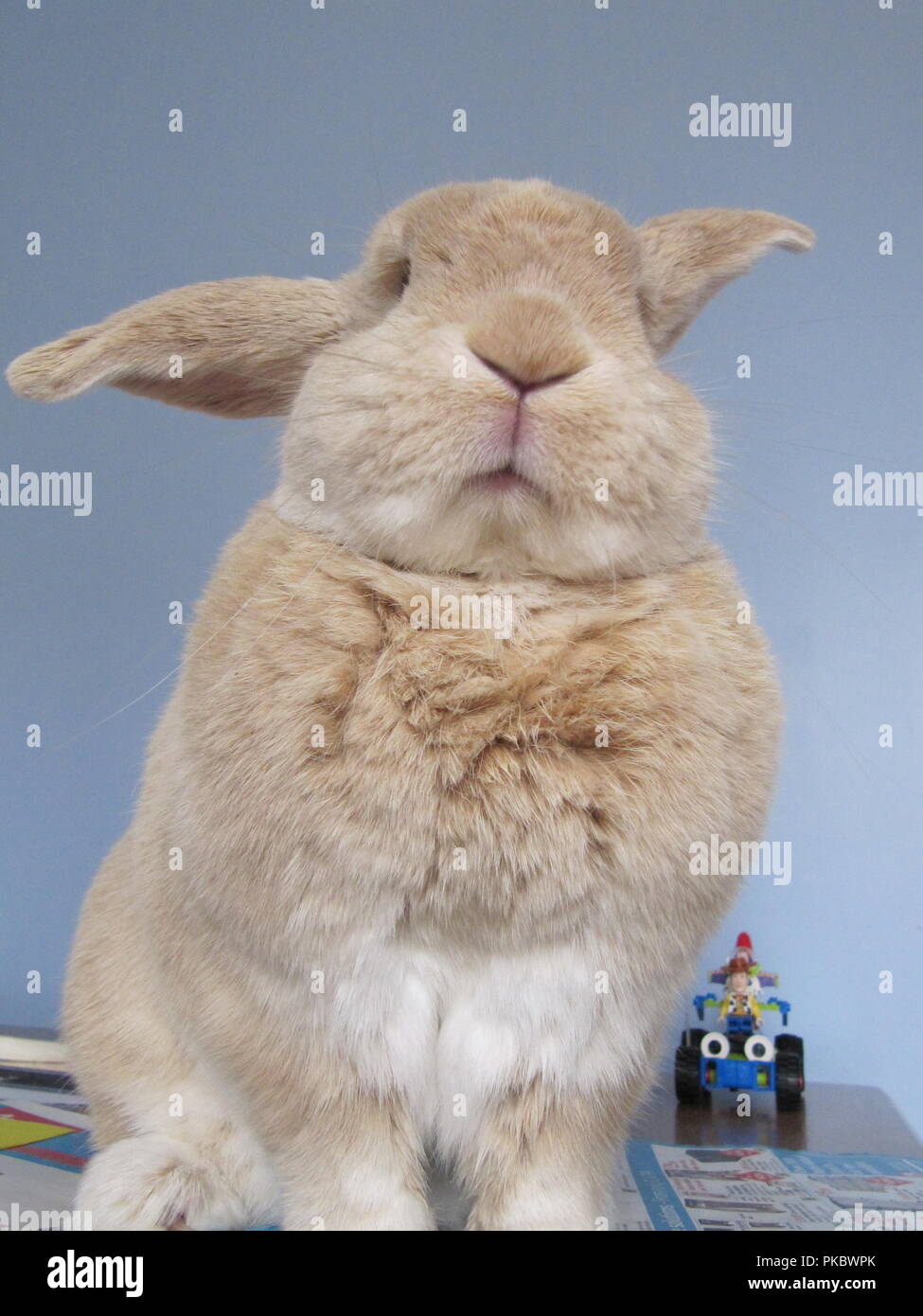 White Rabbit Teeth High Resolution Stock Photography and Images - Alamy