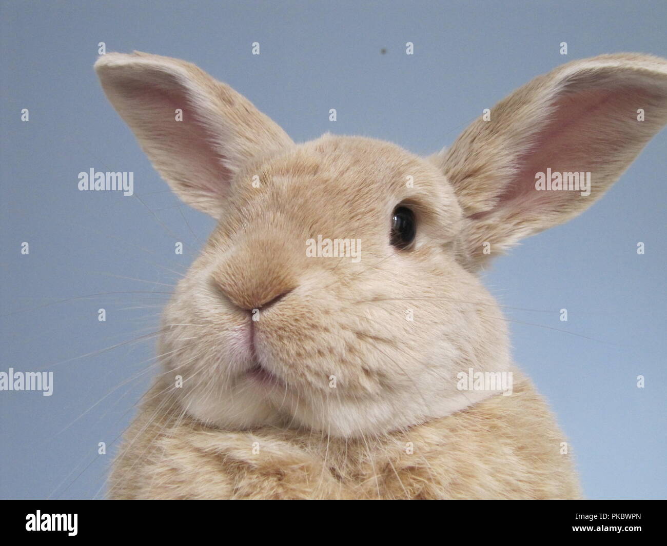 Motor bunny hi-res stock photography and images - Alamy