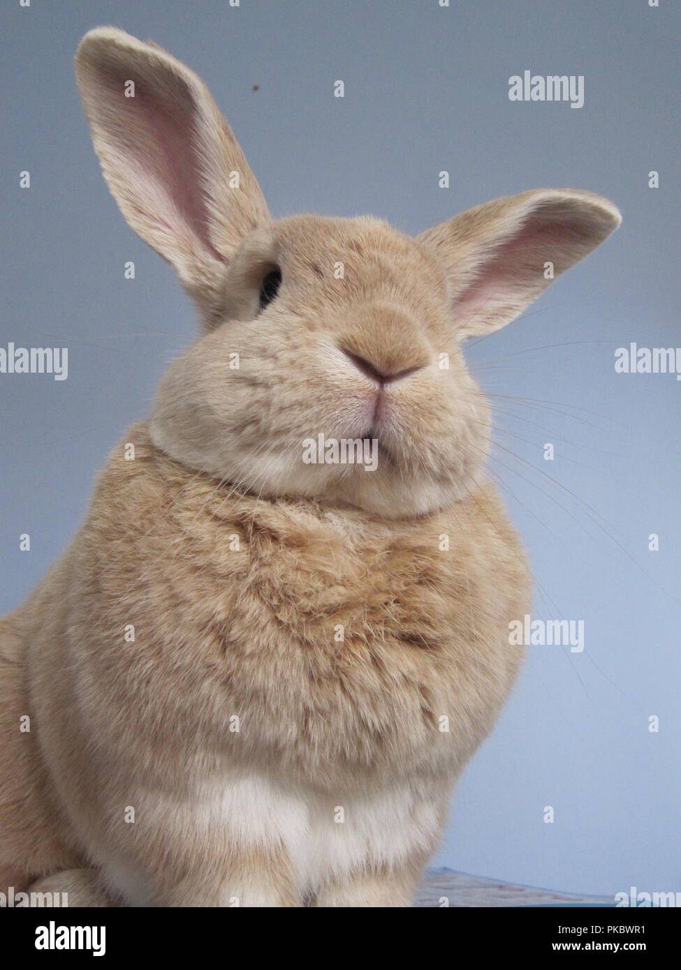 Motor bunny hi-res stock photography and images - Alamy