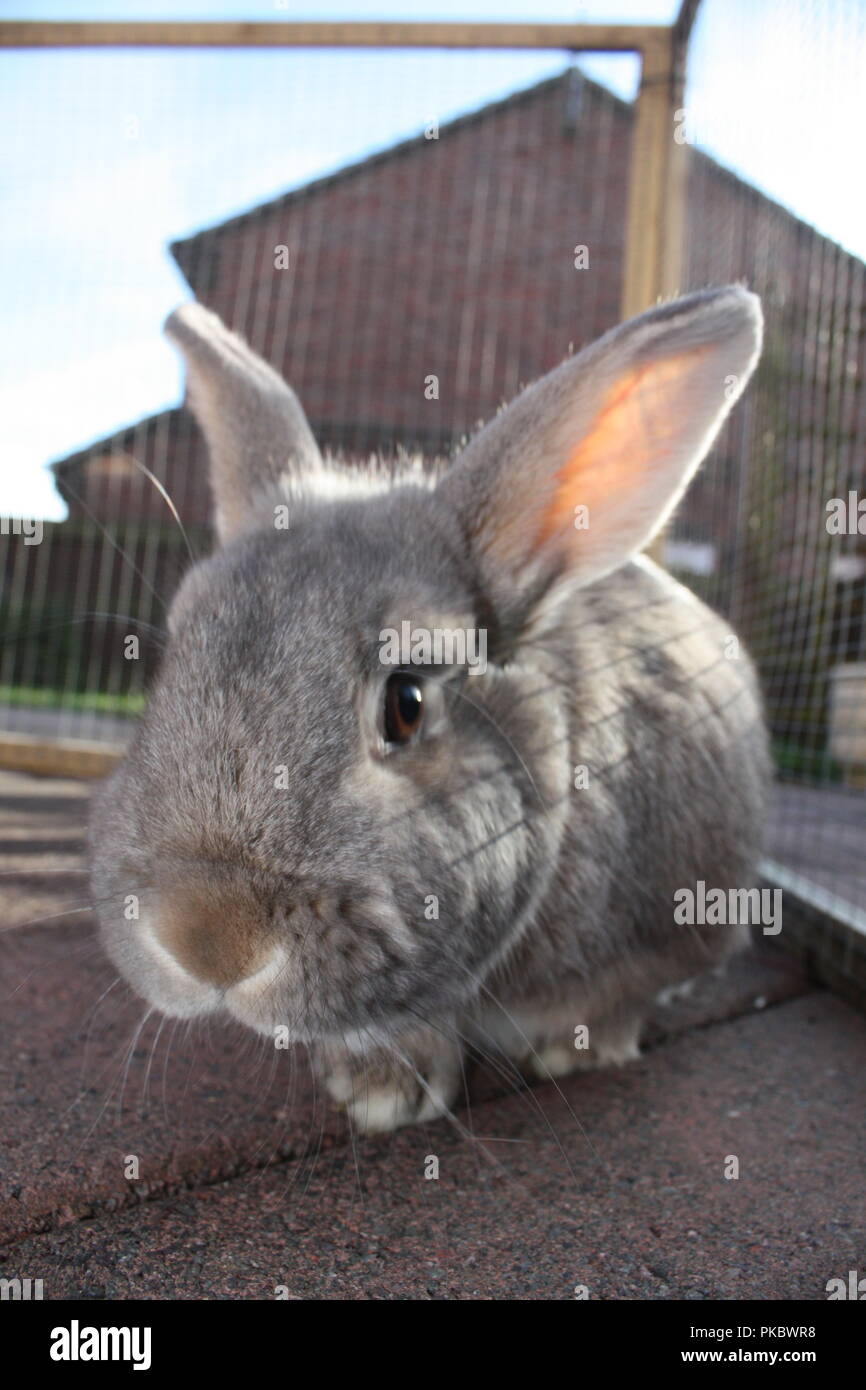 Rabbit bunny pets animal grey hi-res stock photography and images - Alamy