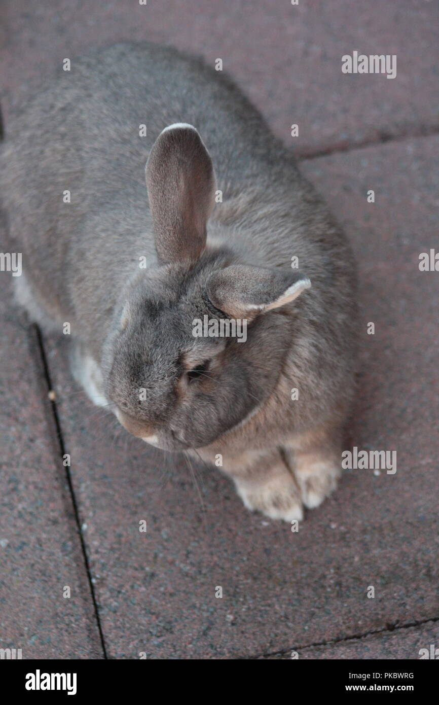 Grey big rabbit on hi-res stock photography and images - Alamy