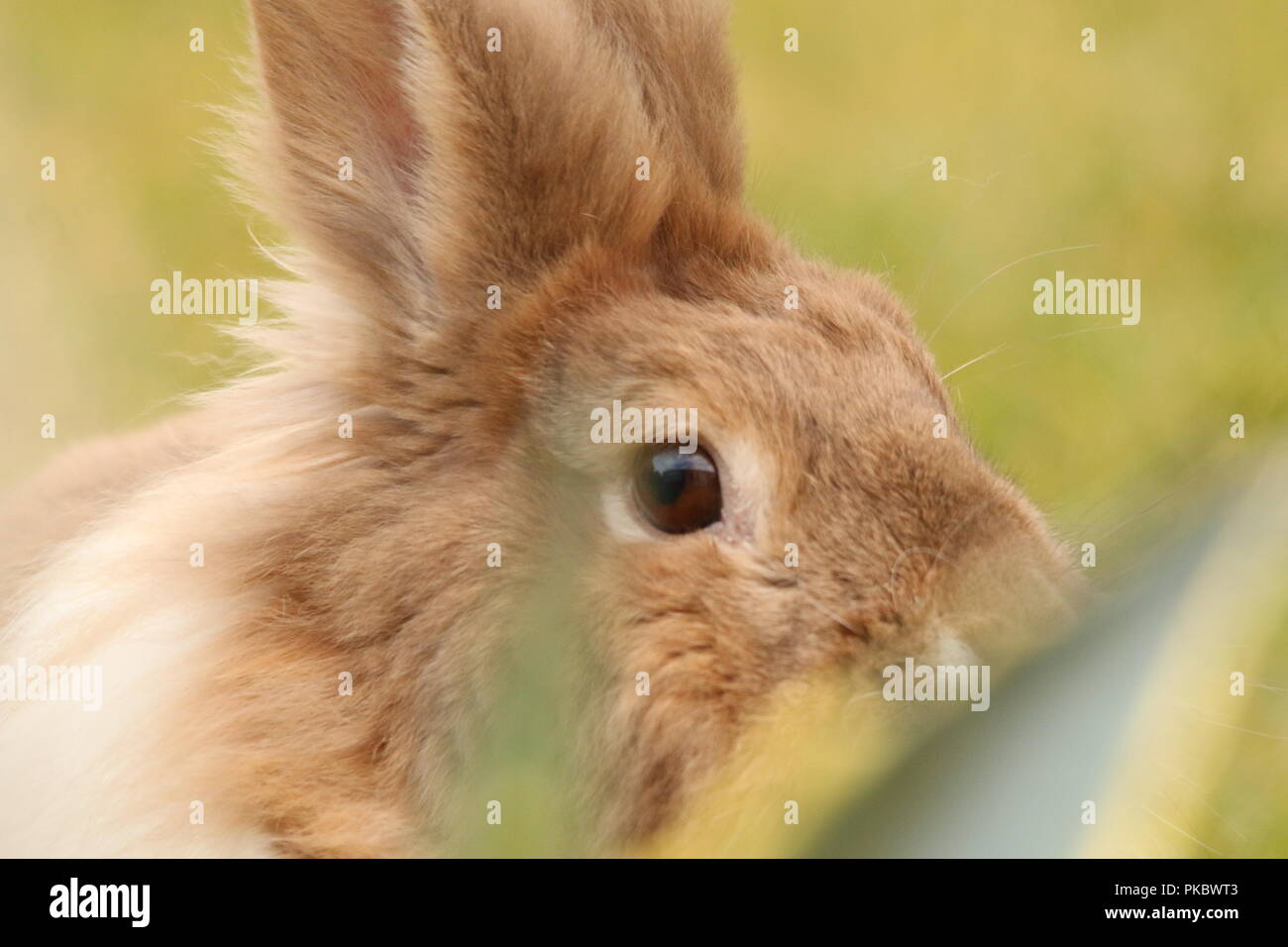 Ginger rabbit hi-res stock photography and images - Alamy