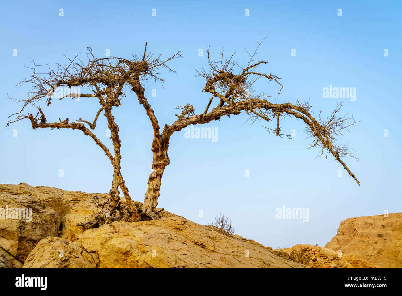 Dry acacia tree in a desert in Ras Al Khaimah, UAE Stock Photo - Alamy
