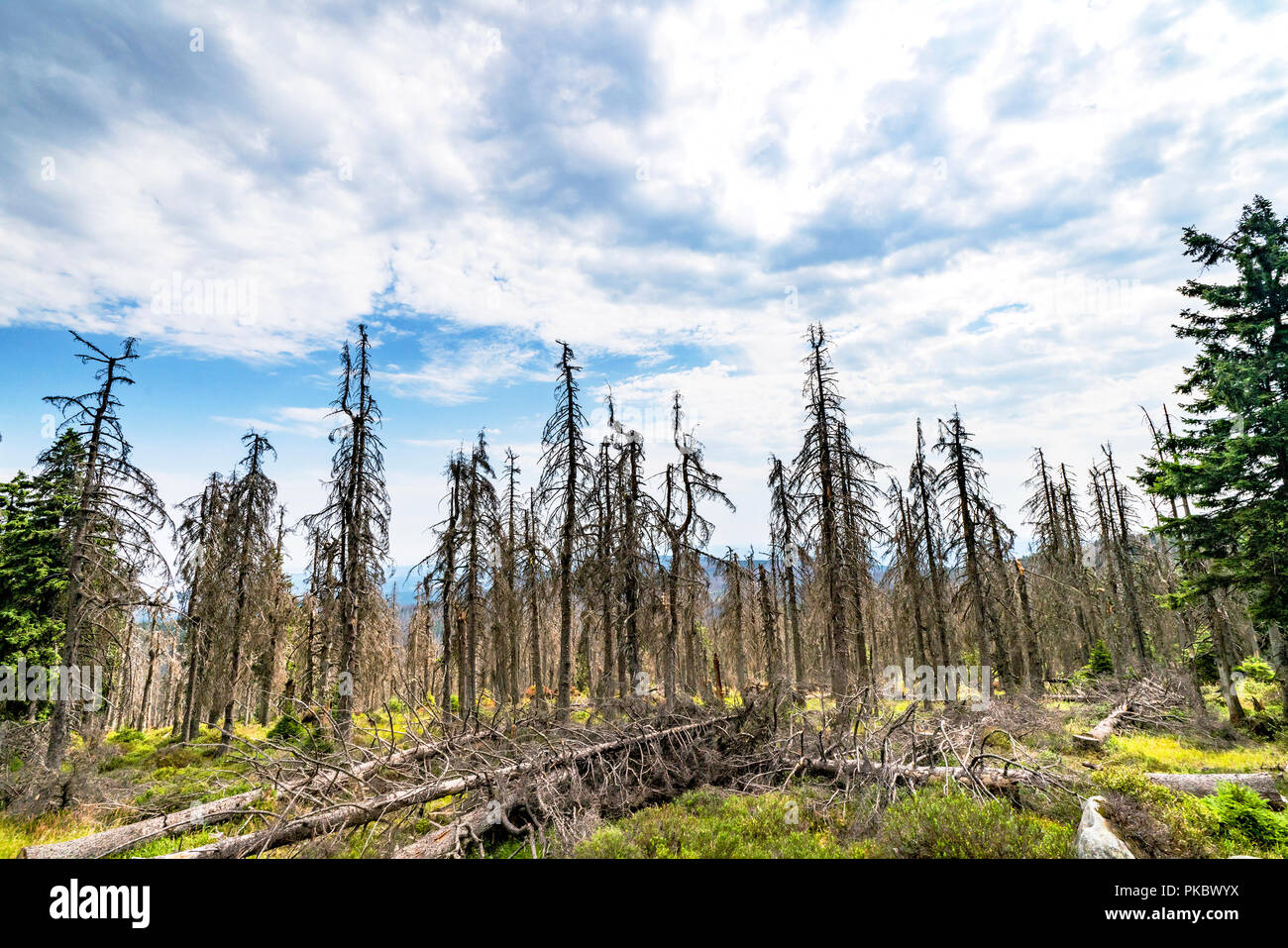 Forest landscape with withered pine trees under a blue sky Stock Photo ...