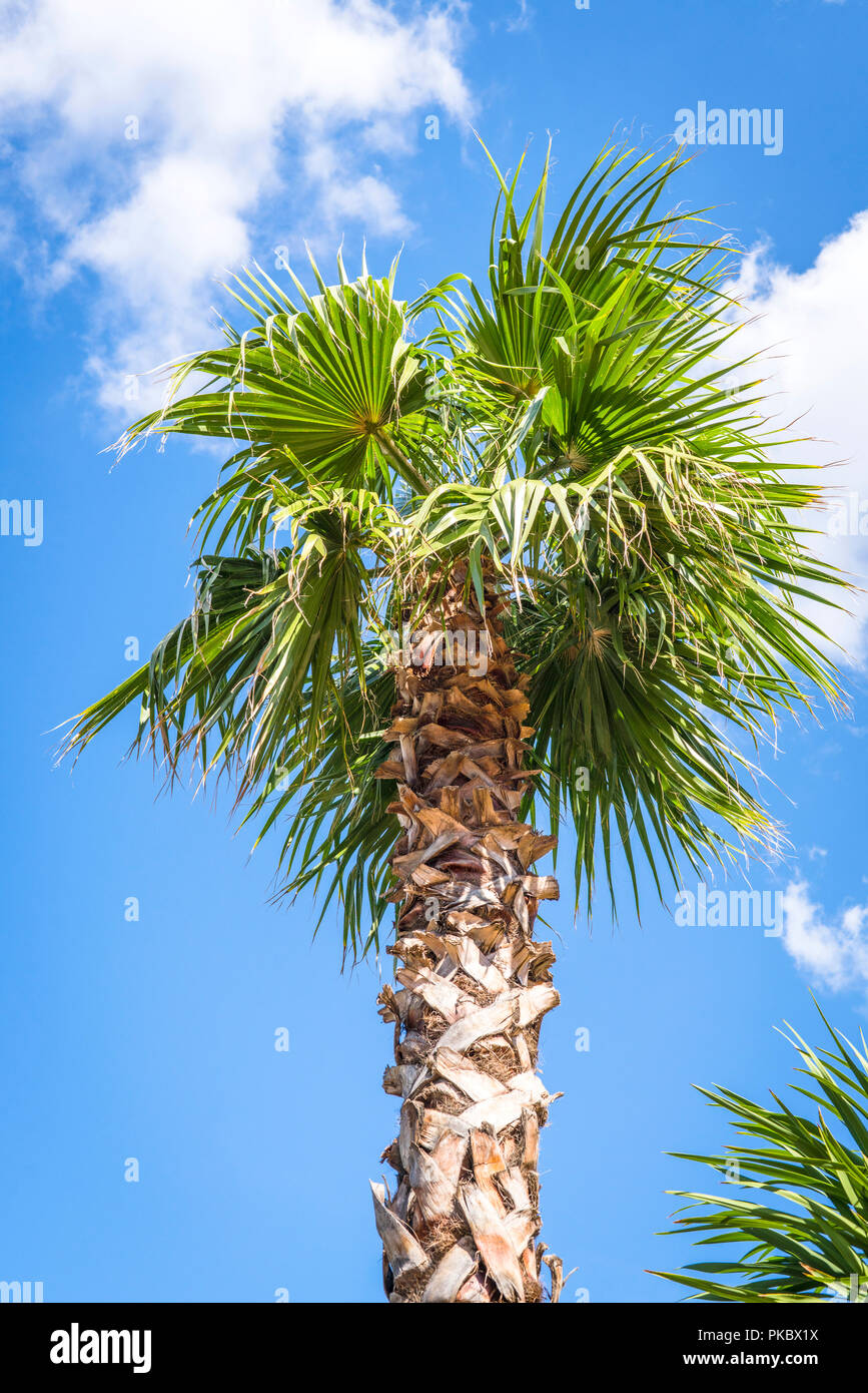 Palm tree rising up into the sky hi-res stock photography and images ...