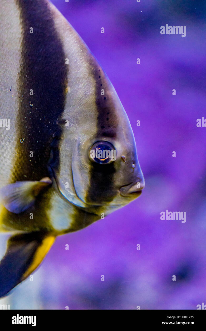 Orbicular bat fish hi-res stock photography and images - Alamy