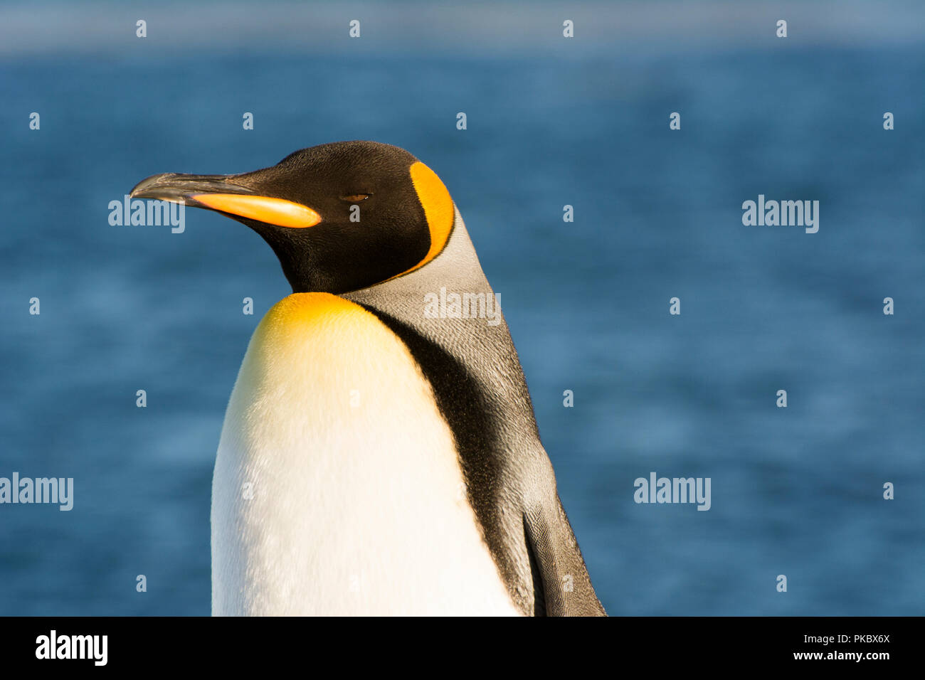 Portrait of a King penguin (Aptenodytes patagonicus) in the late ...