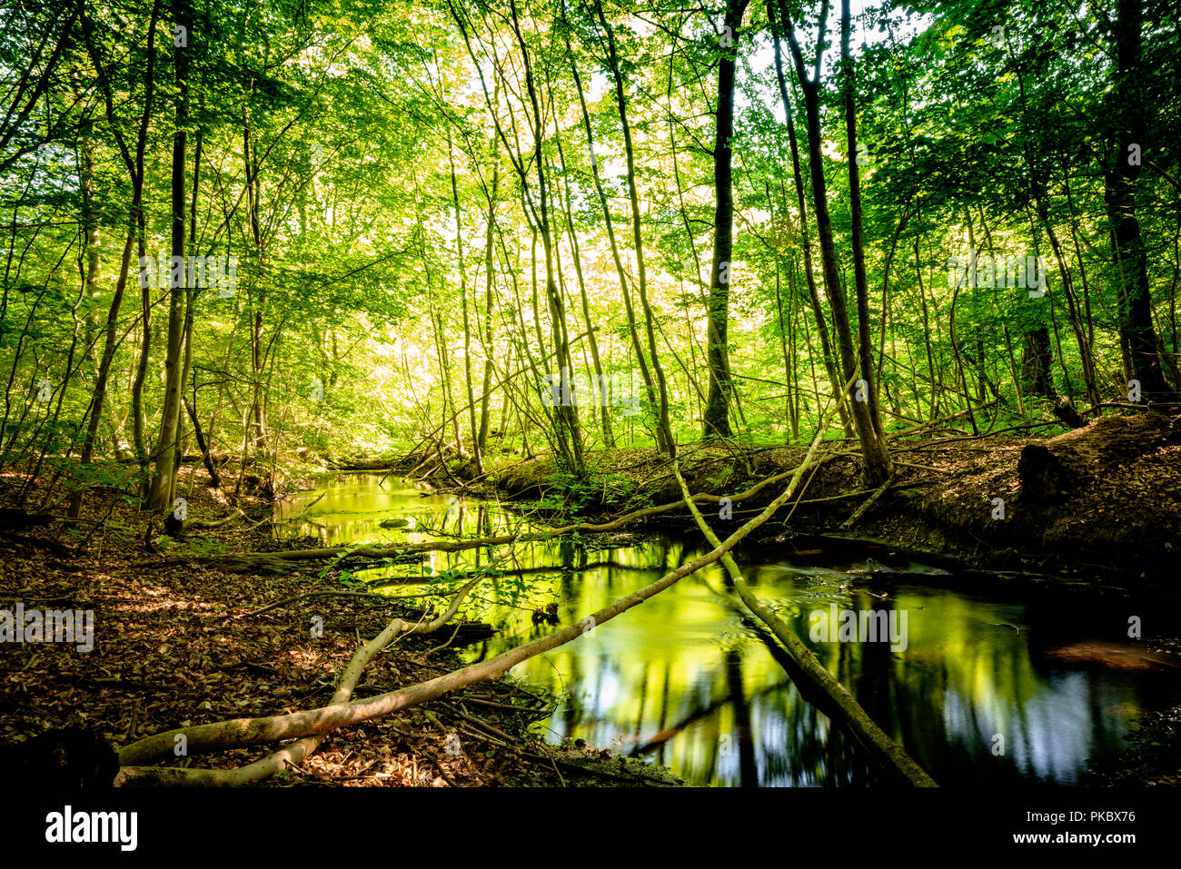 Calm river in a green forest with reflections of the trees and colors ...