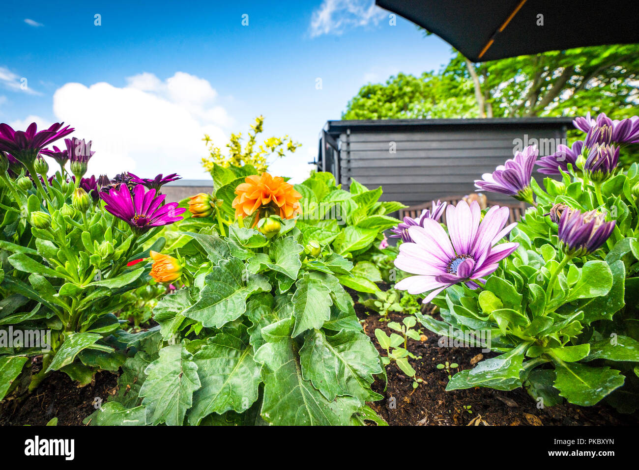 Colorful flowers in a flowerbed on a terrace in a garden with blue sky ...