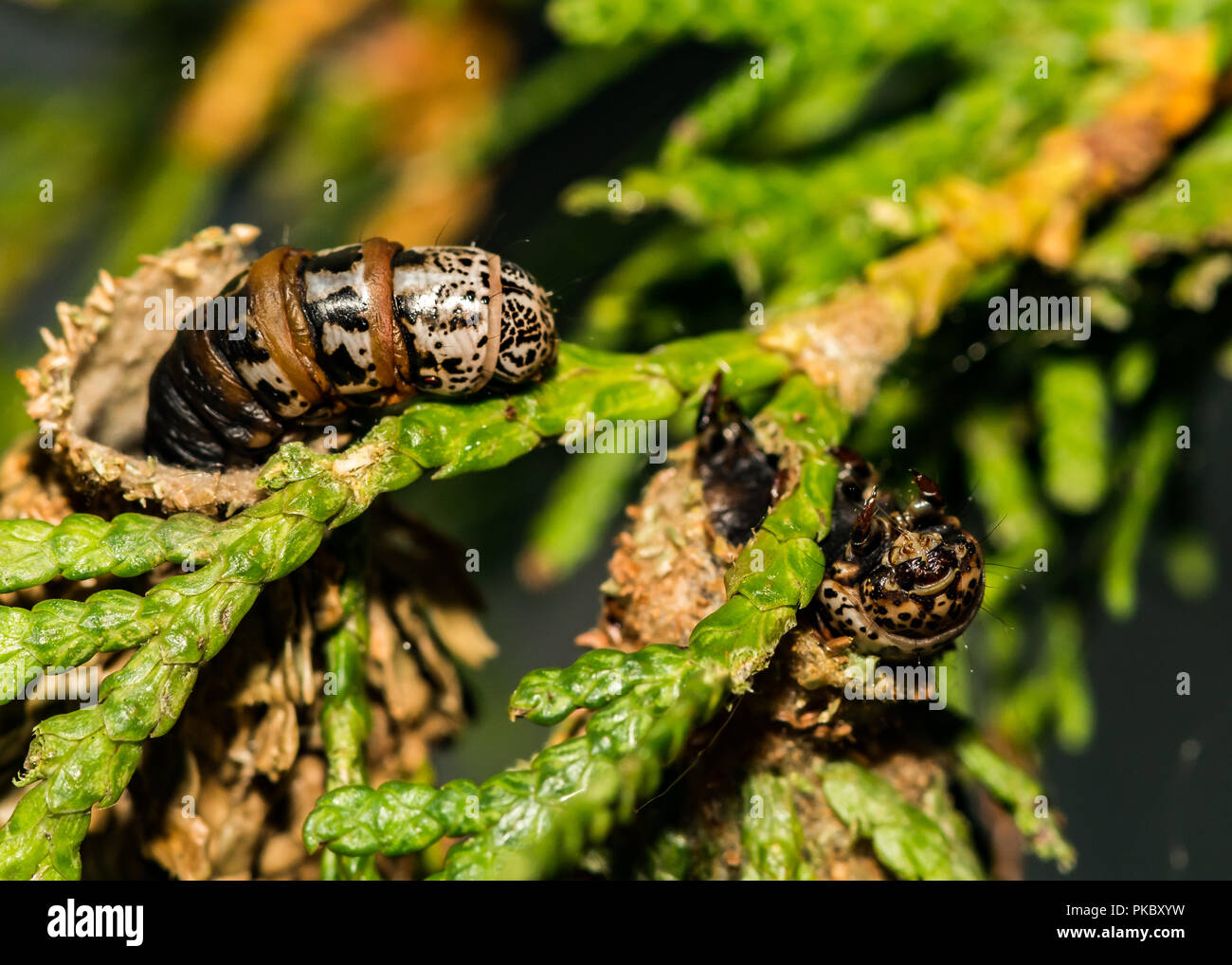 Evergreen Bagworms destroying my ornamental trees (Thyridopteryx ...