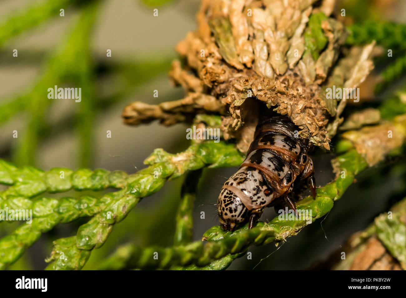 Bagworms hi-res stock photography and images - Alamy
