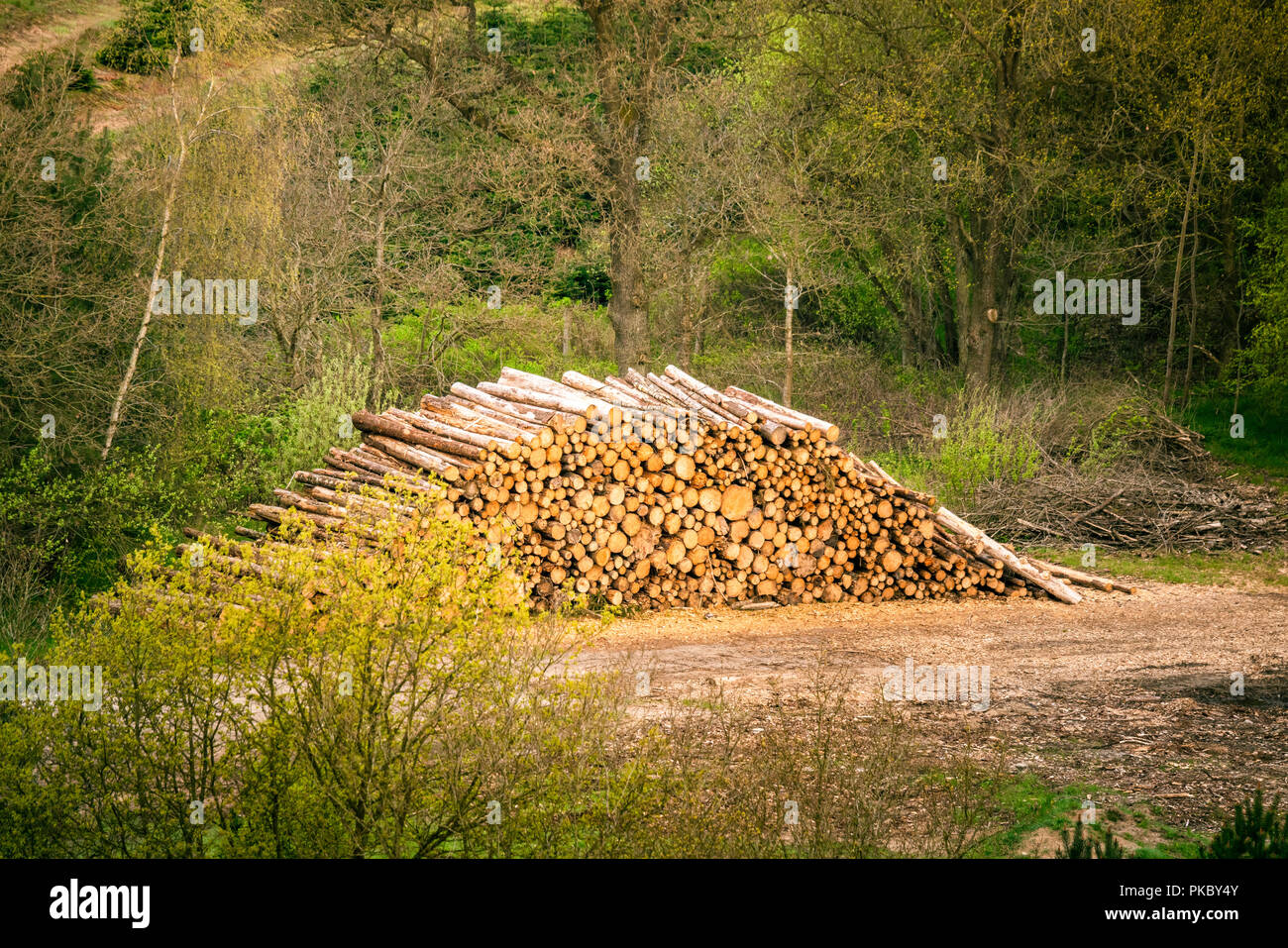 Large woodstack in a forest surrounded by trees in the spring Stock ...