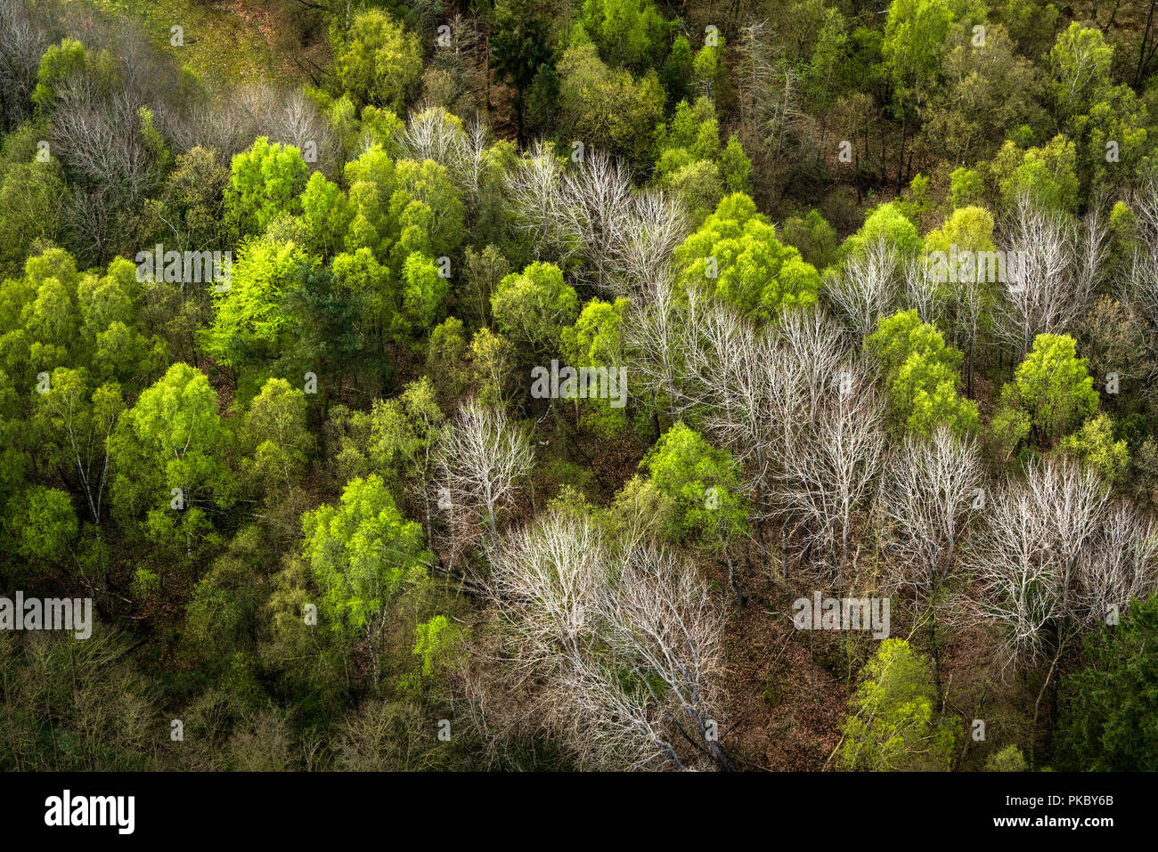 Forest seen from above with green and white trees in the spring Stock ...