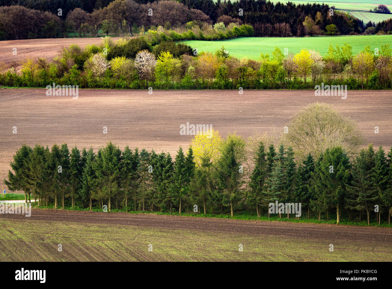 Rural field separated by small pine tree forests seen from above Stock ...