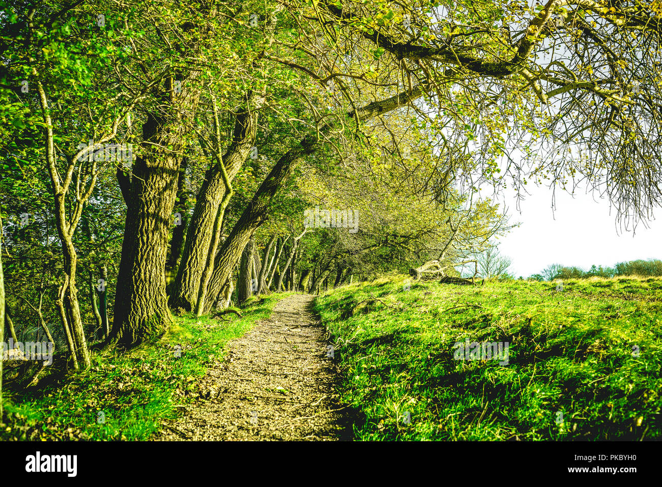 Nature trail in a green forest at springtime with trees hanging down ...