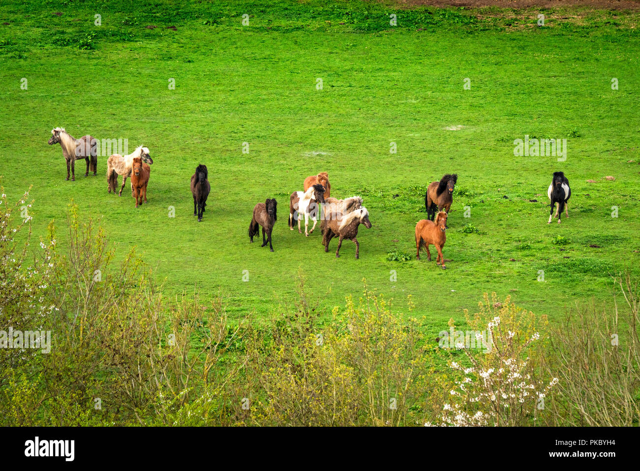 Pony herd on a green field seen from above Stock Photo - Alamy