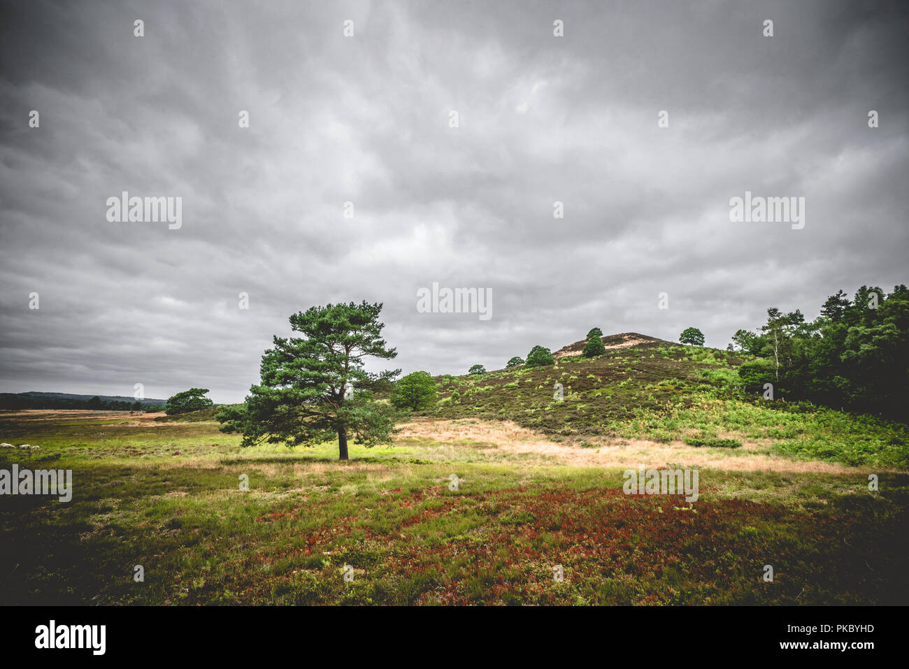 Shrub plains hi-res stock photography and images - Alamy