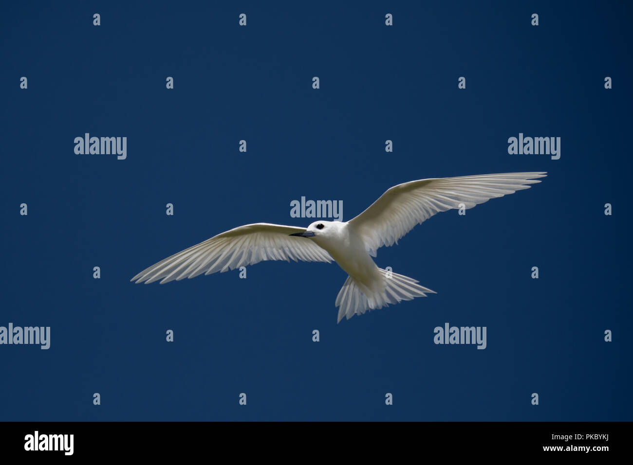 A white or fairy tern flying against blue sky above the atoll of ...