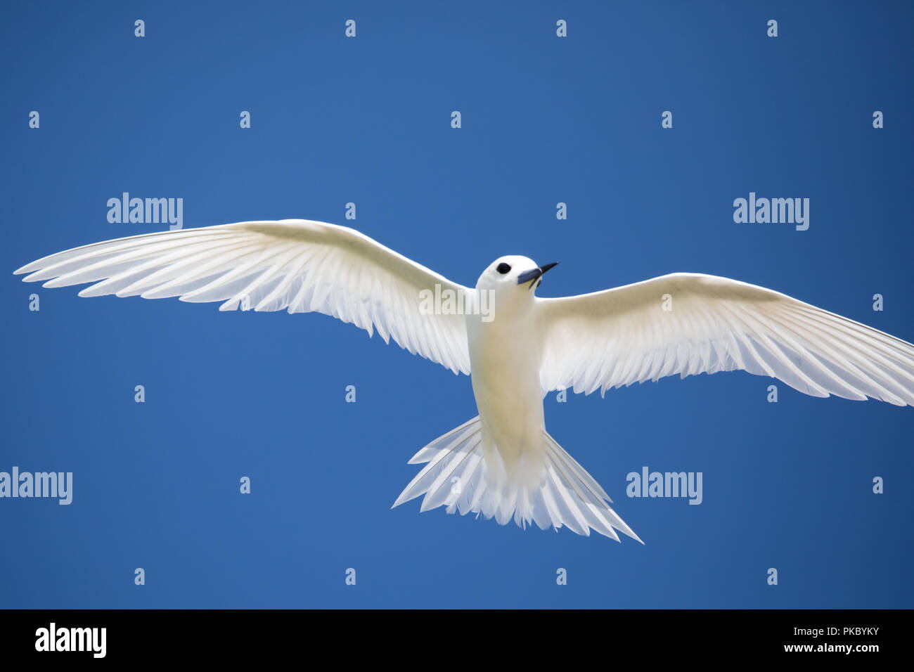 A white or fairy tern flying against blue sky above the atoll of ...