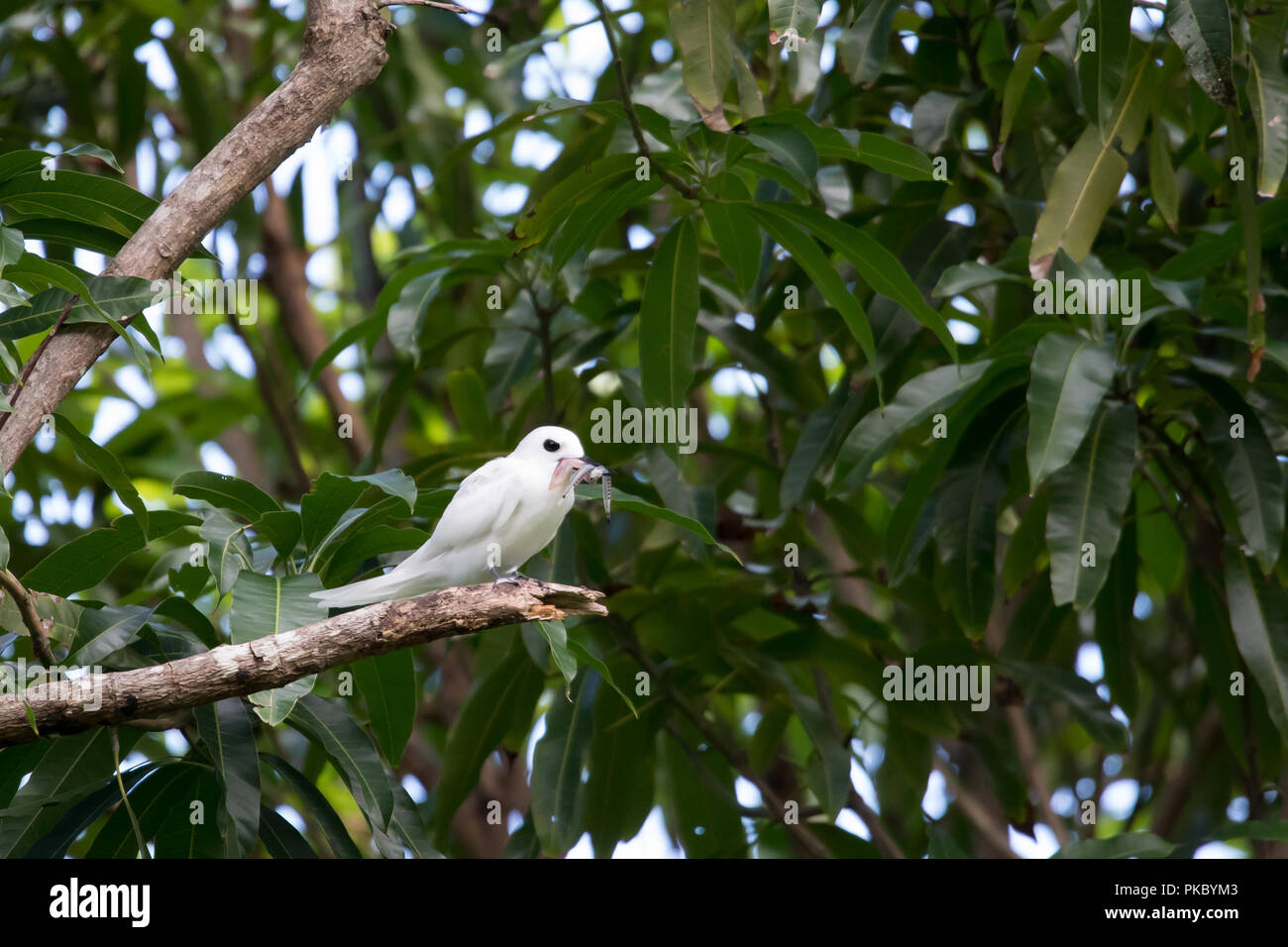 White fairy tern hi-res stock photography and images - Alamy