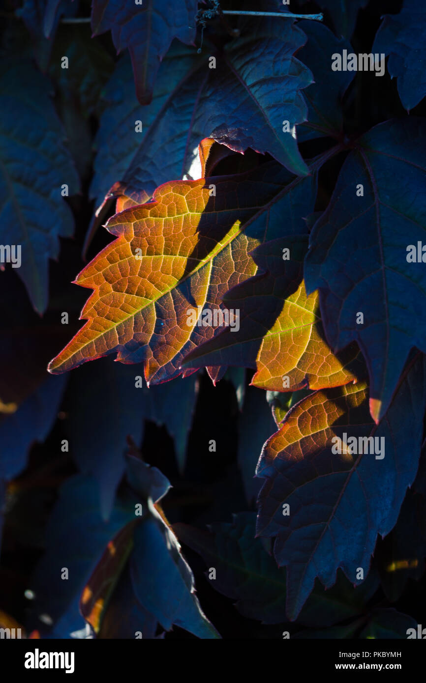 A grazing sun ray hits a vineyard leaf producing a spot of light which ...
