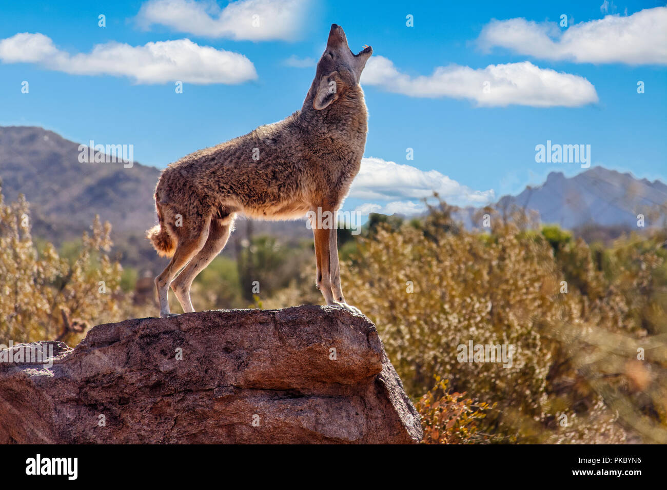 Wolf mountain hi-res stock photography and images - Alamy