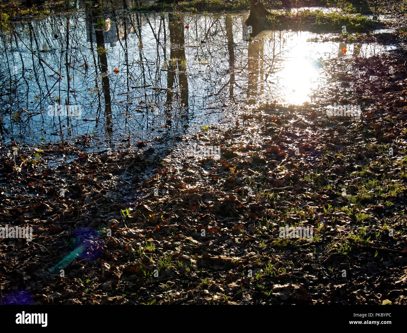 light of the sun through the tree branches in spring, Moscow Stock ...