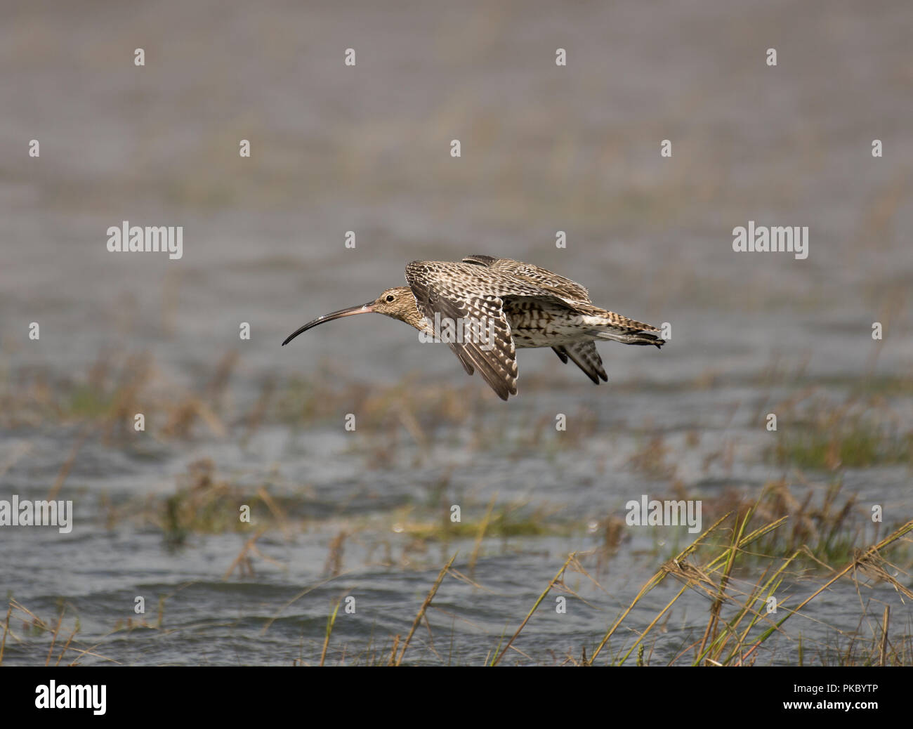 Curlews over coast hi-res stock photography and images - Alamy