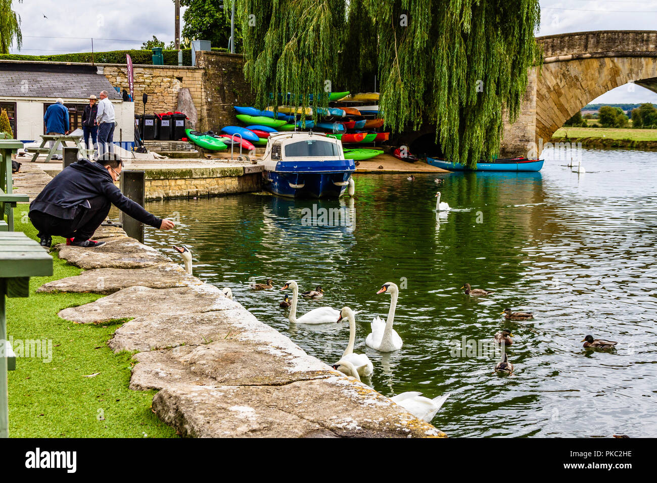 River bank and feeding ducks swans hi-res stock photography and images ...
